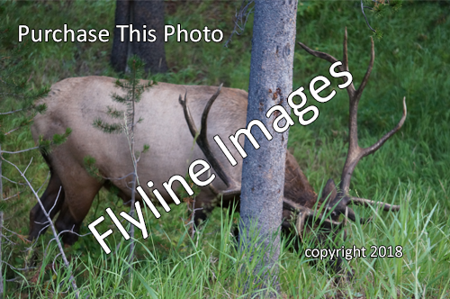 Elk 3 - Flyline Images