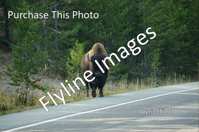 Buffalo 12 - Flyline Images