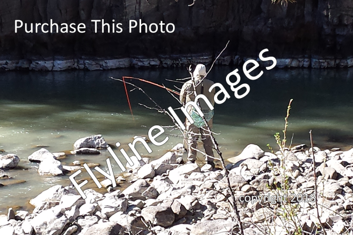Chama River - New Mexico, Fly Fishing, Royalty Free Images