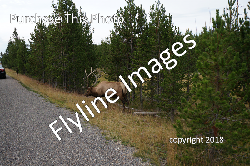 Bull Elk V1 - Flyline Images