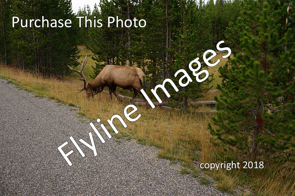 Elk 17 - Flyline Images