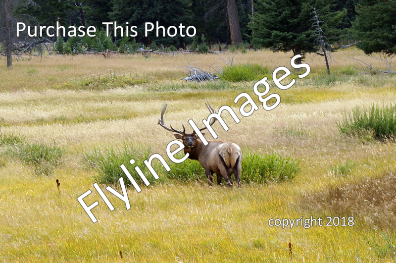 Bull Elk V1 - Flyline Images