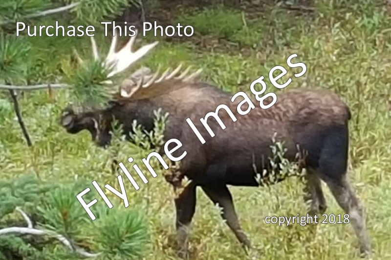 Moose - Flyline Images