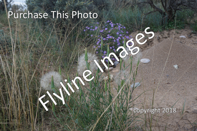 New Mexico Wildflowers 7 - Flyline Images