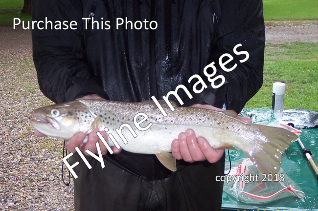 Chama River - New Mexico, Fly Fishing, Royalty Free Images