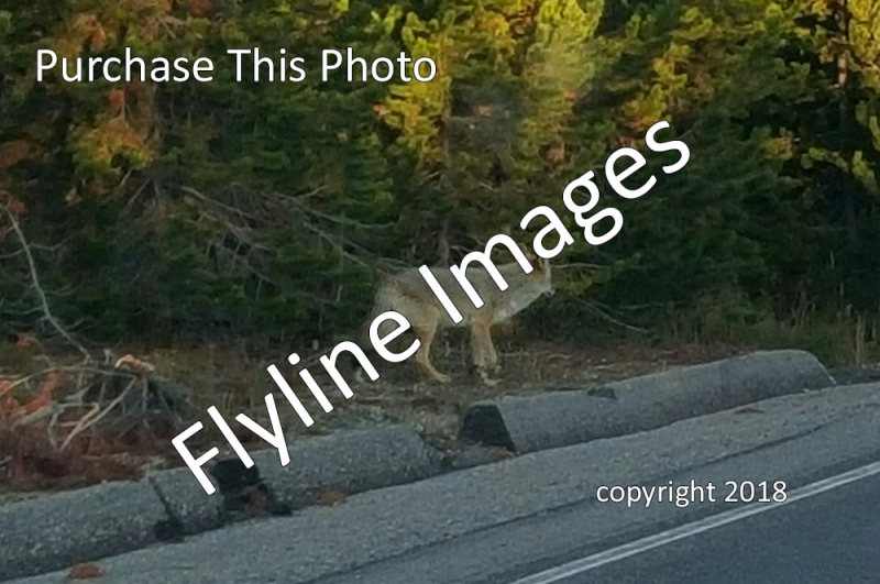 Coyotes - Flyline Images