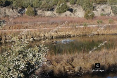 El Vado Ranch - Chama River, Fly Fishing, Rustic Cabins, Hunting