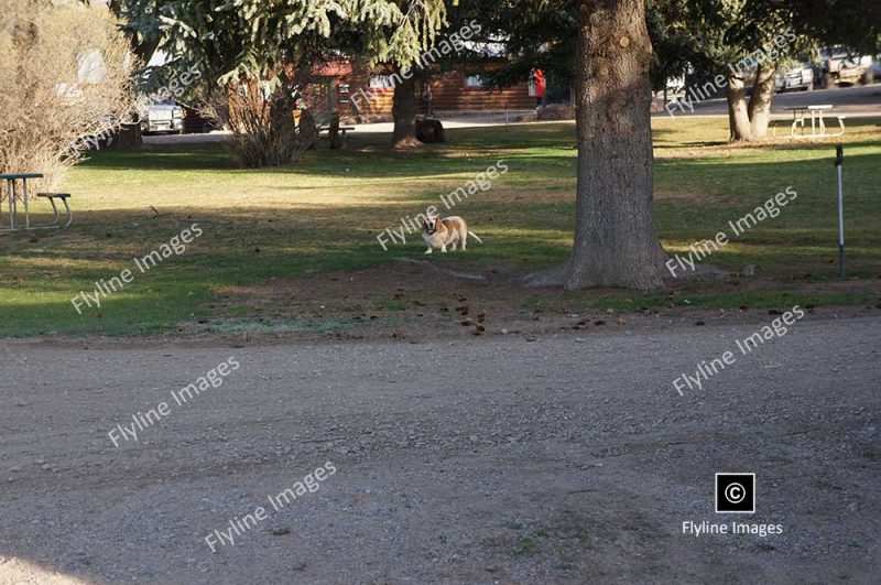 El Vado Ranch - Chama River, Fly Fishing, Rustic Cabins, Hunting