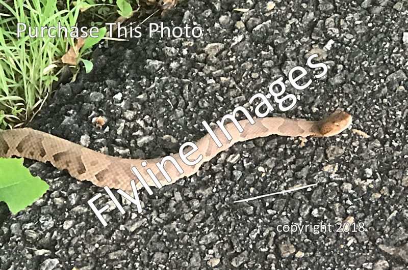 Georgia Copperhead - Flyline Images