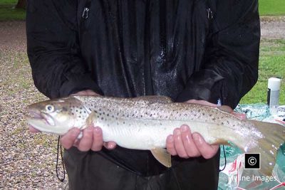 El Vado Ranch - Chama River, Fly Fishing, Rustic Cabins, Hunting